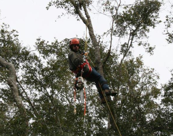 Tree Removal Crane Service, Large Tree Cutting Removal, Crane Tree ...