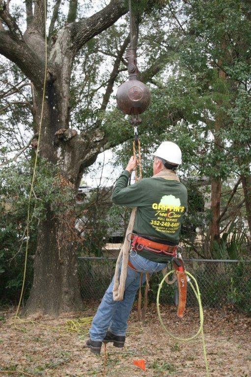 Tree Removal Crane Service, Large Tree Cutting Removal, Crane Tree ...